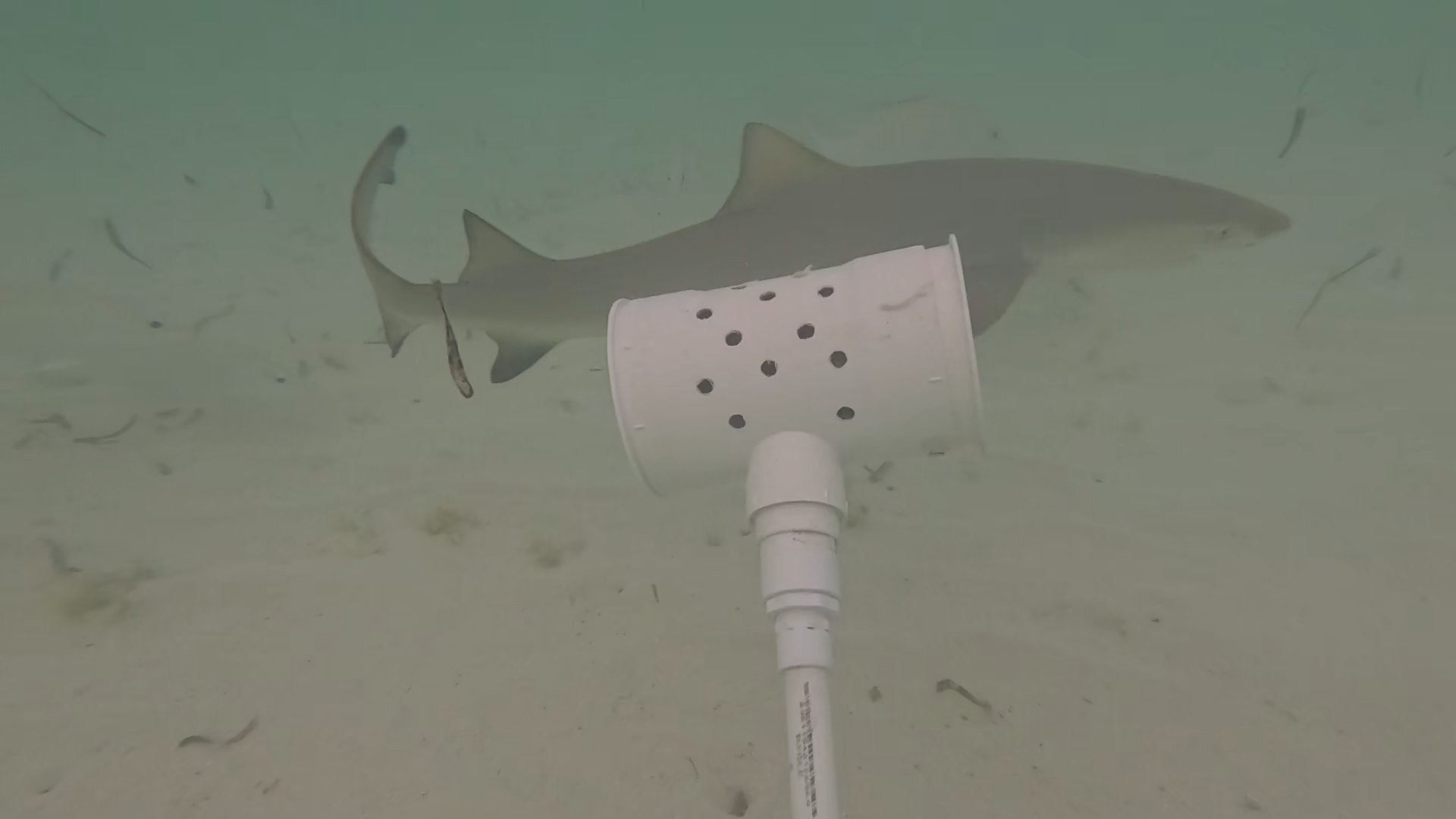 Chasing ghosts - A Lemon Shark conservation journey - EDGE of Existence