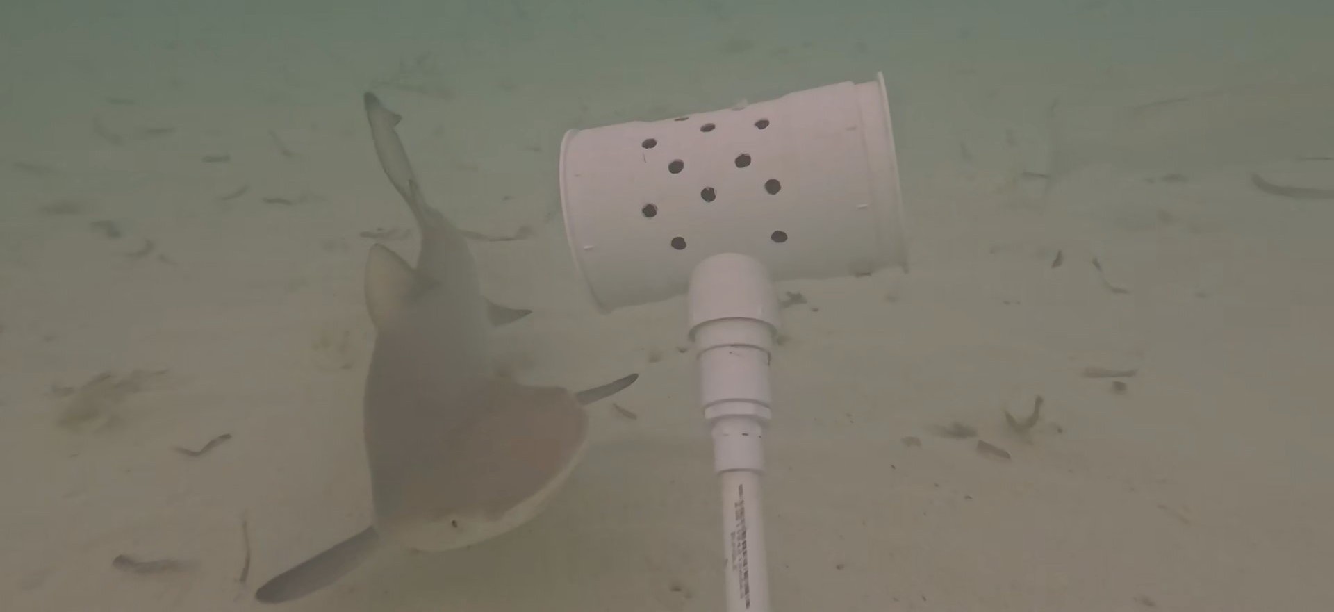 Chasing ghosts - A Lemon Shark conservation journey - EDGE of Existence